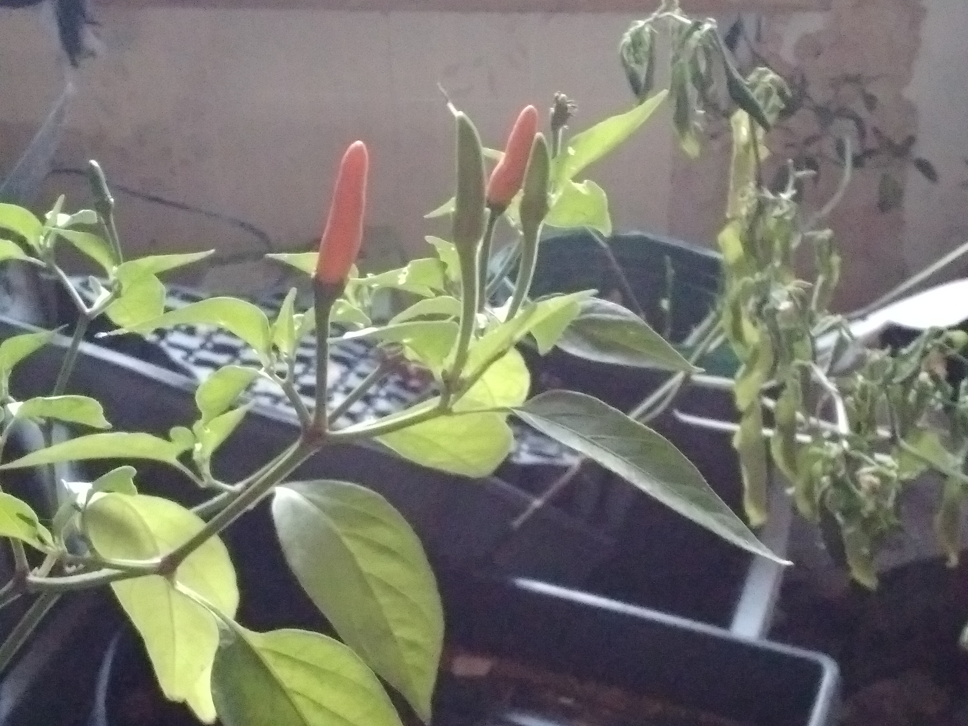 End of Persephone Days – Footyfried